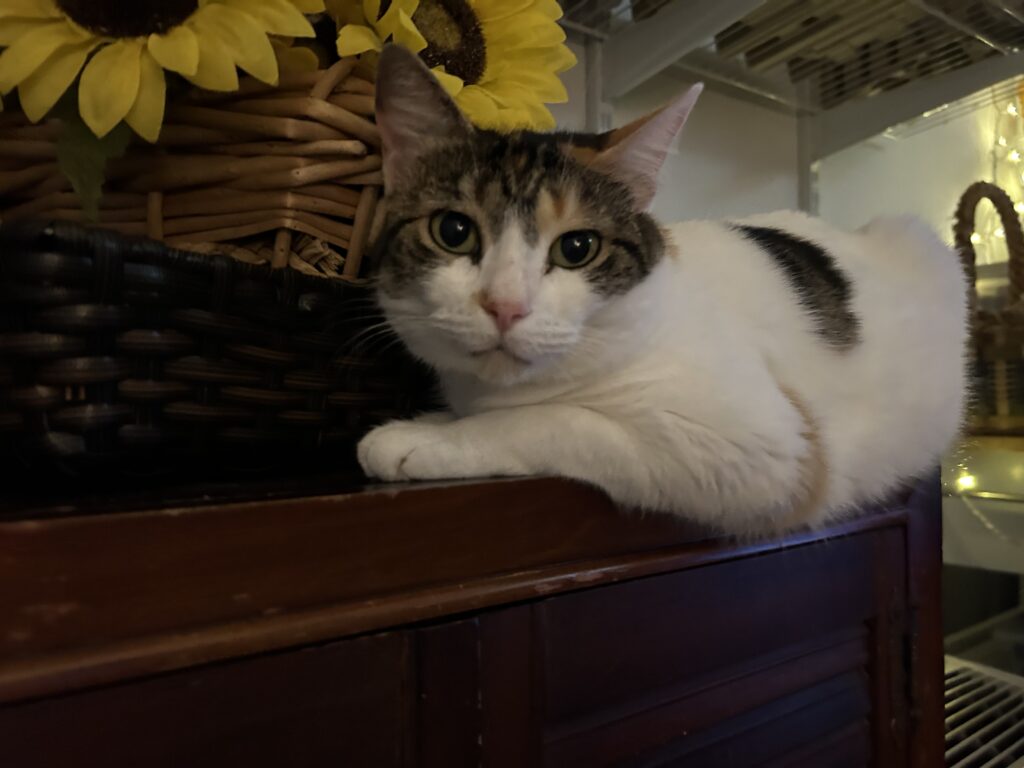 Miss Kitty aka Felina - Alaqua